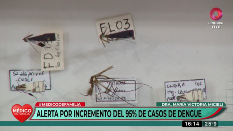 Alerta dengue: cuáles son los principales síntomas | Canal 9