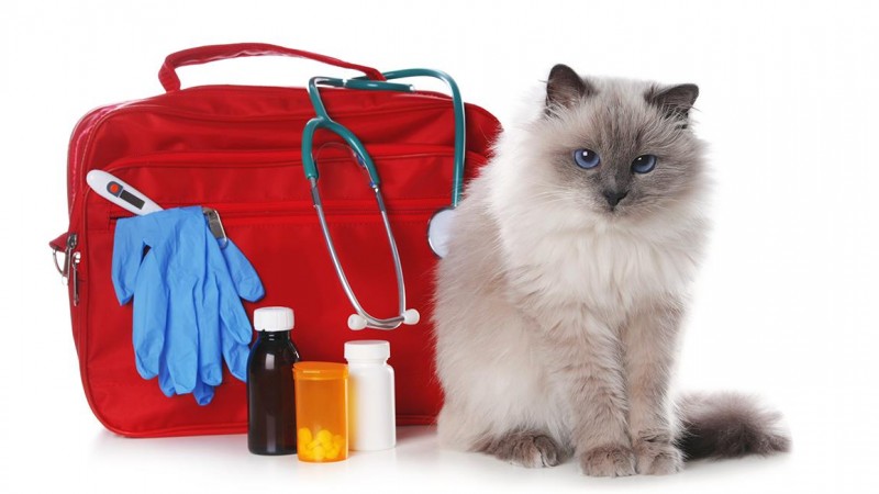 Signos de alarma en perros y gatos, ¿qué hacer? | Canal 9