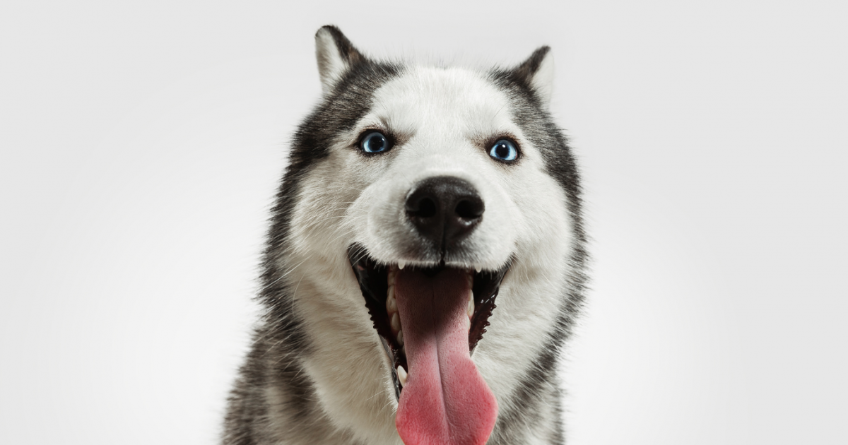 ¡Increíble!: Este perrito tiene sed y sabe hablar para pedir agua | Canal 9