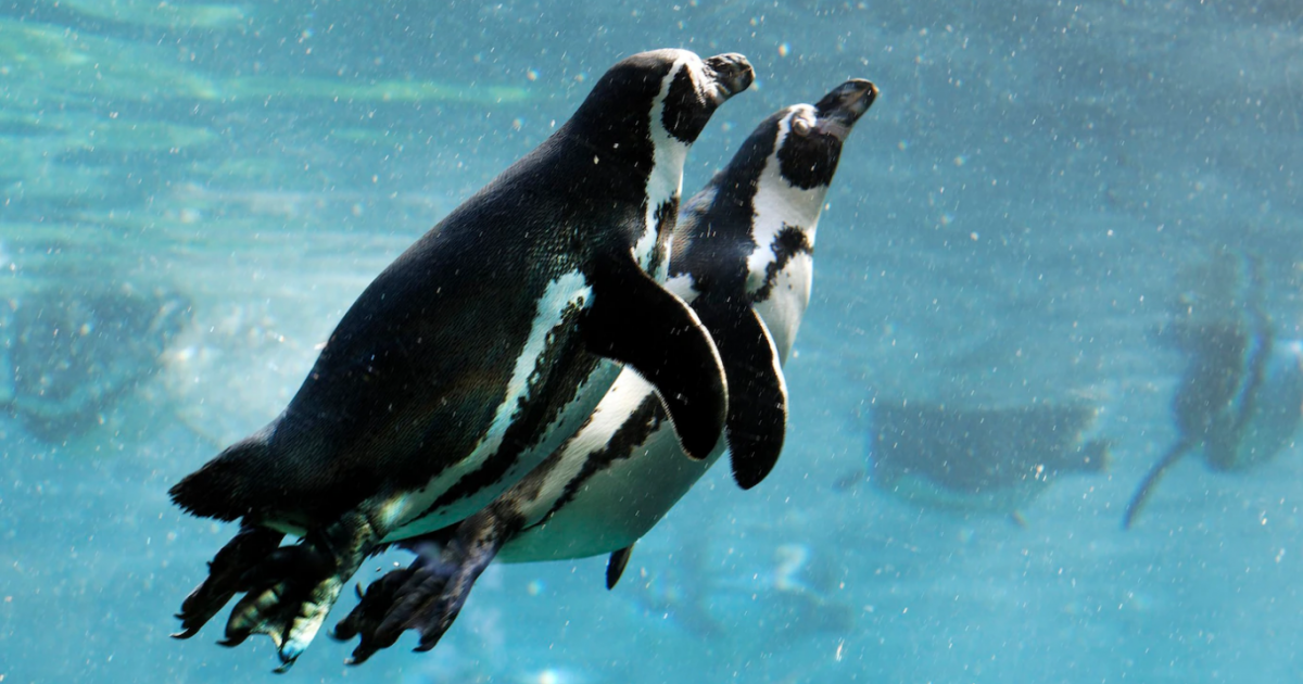 Video | Mirá las mejores tomas de pingüinos en su hábitat natural | Canal 9