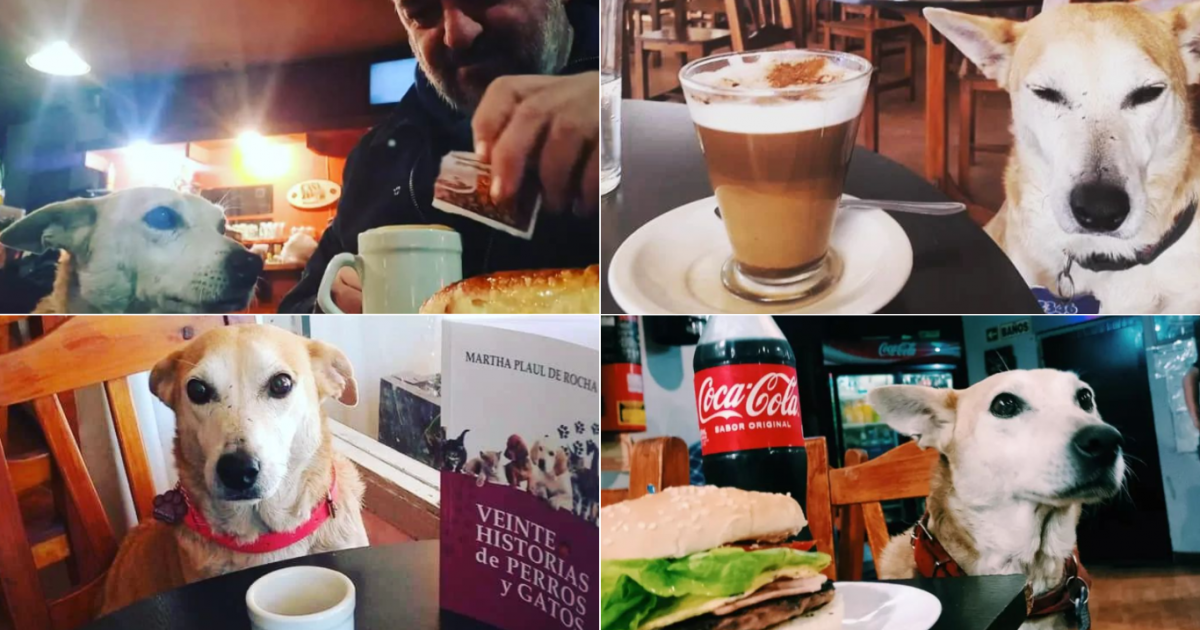 Chivilcoy: un perrito "atiende" un bar y acompaña a los clientes ...