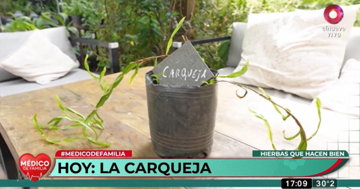 ¿Por qué la carqueja ayuda a combatir el dolor estomacal? | Canal 9