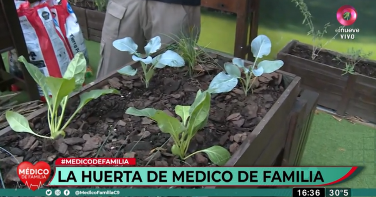 Cómo Armar Una Huerta En Casa Consejos Para Cosechar Frutas Y Verduras