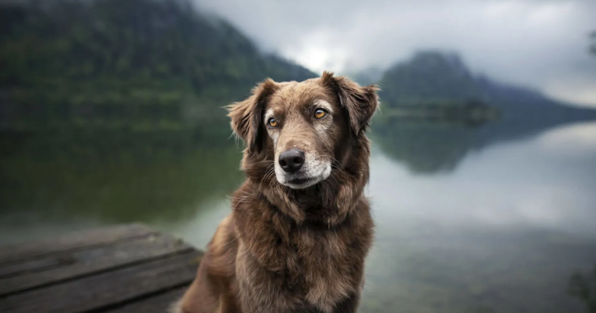 ¿Cuál es el perro más viejo? | Canal 9