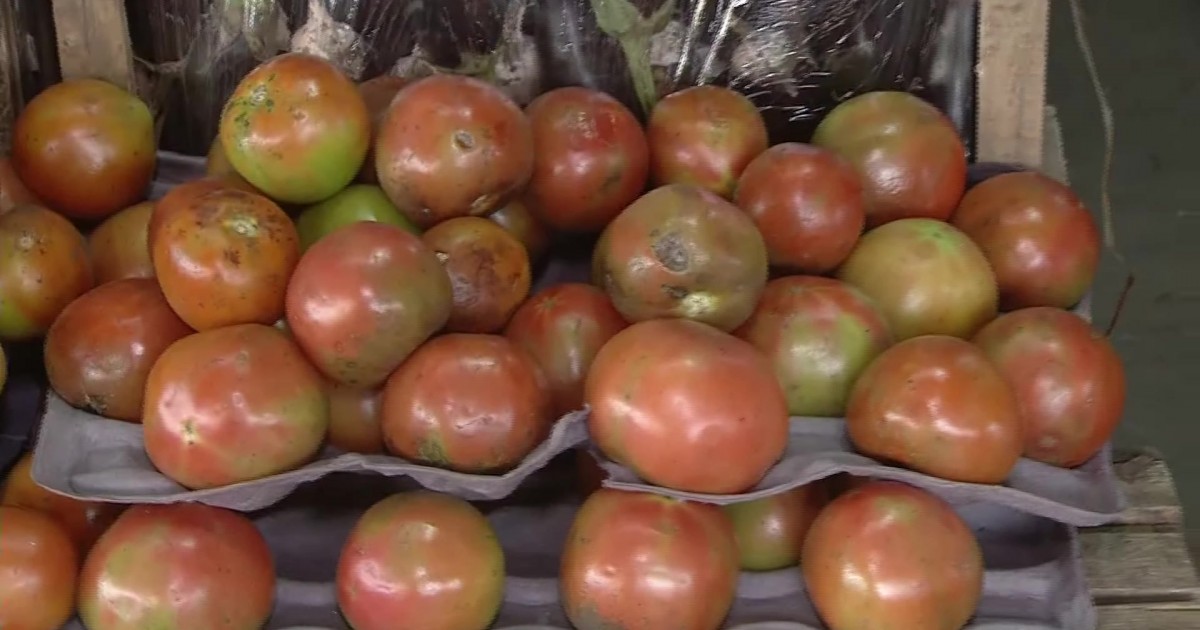 Incomprable: A cuánto está el kilo de tomate | Canal 9
