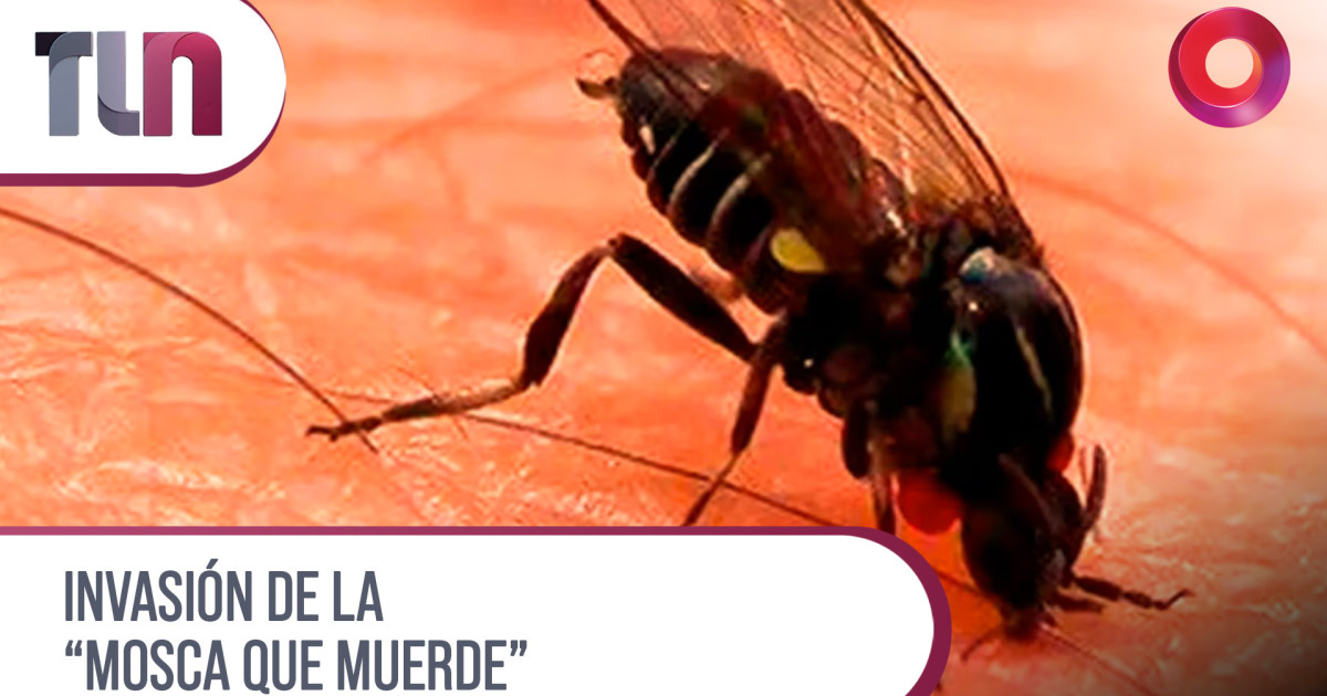 Invasión de la "mosca que muerde" | Canal 9